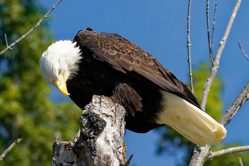 Resting Bald Eagle - Etsy