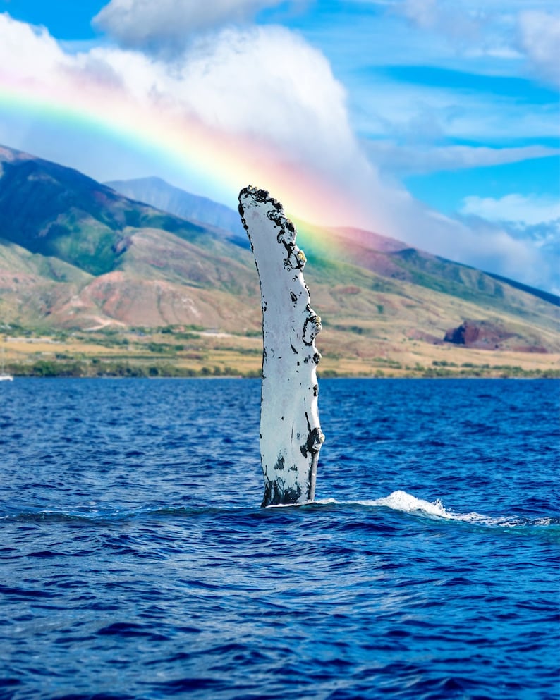 Humpback Whales & Rainbows Fine Art Photography - Etsy