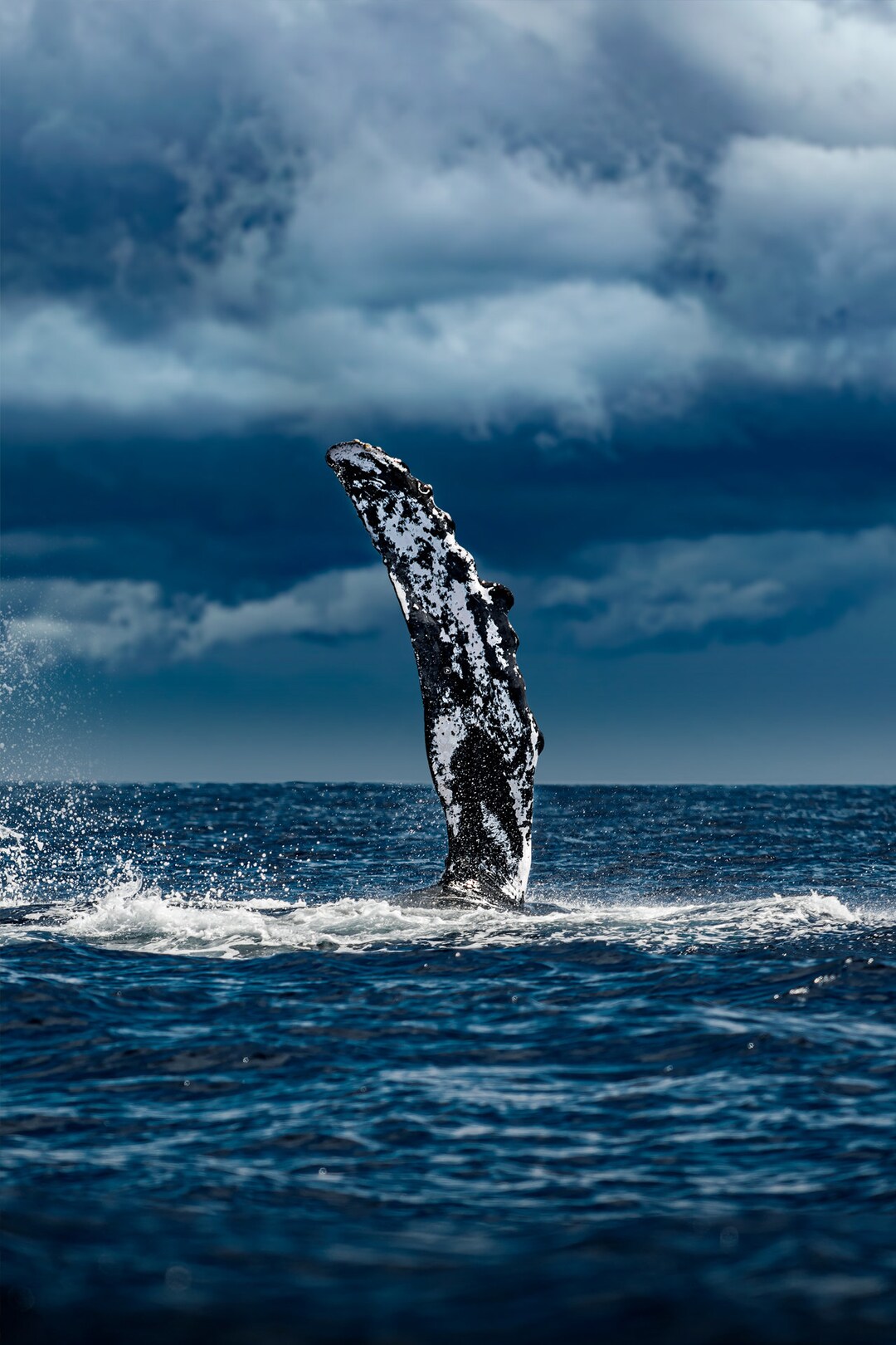Humpback Whale Pectoral Fin Fine Art Photography - Etsy