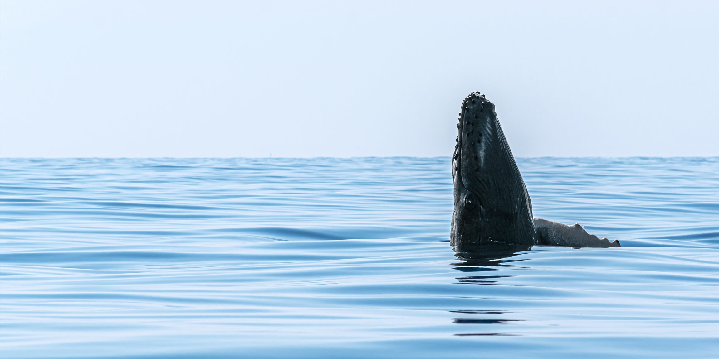 Baby Humpback Whale Breaching in Glassy Waters Fine Art Photography - Etsy