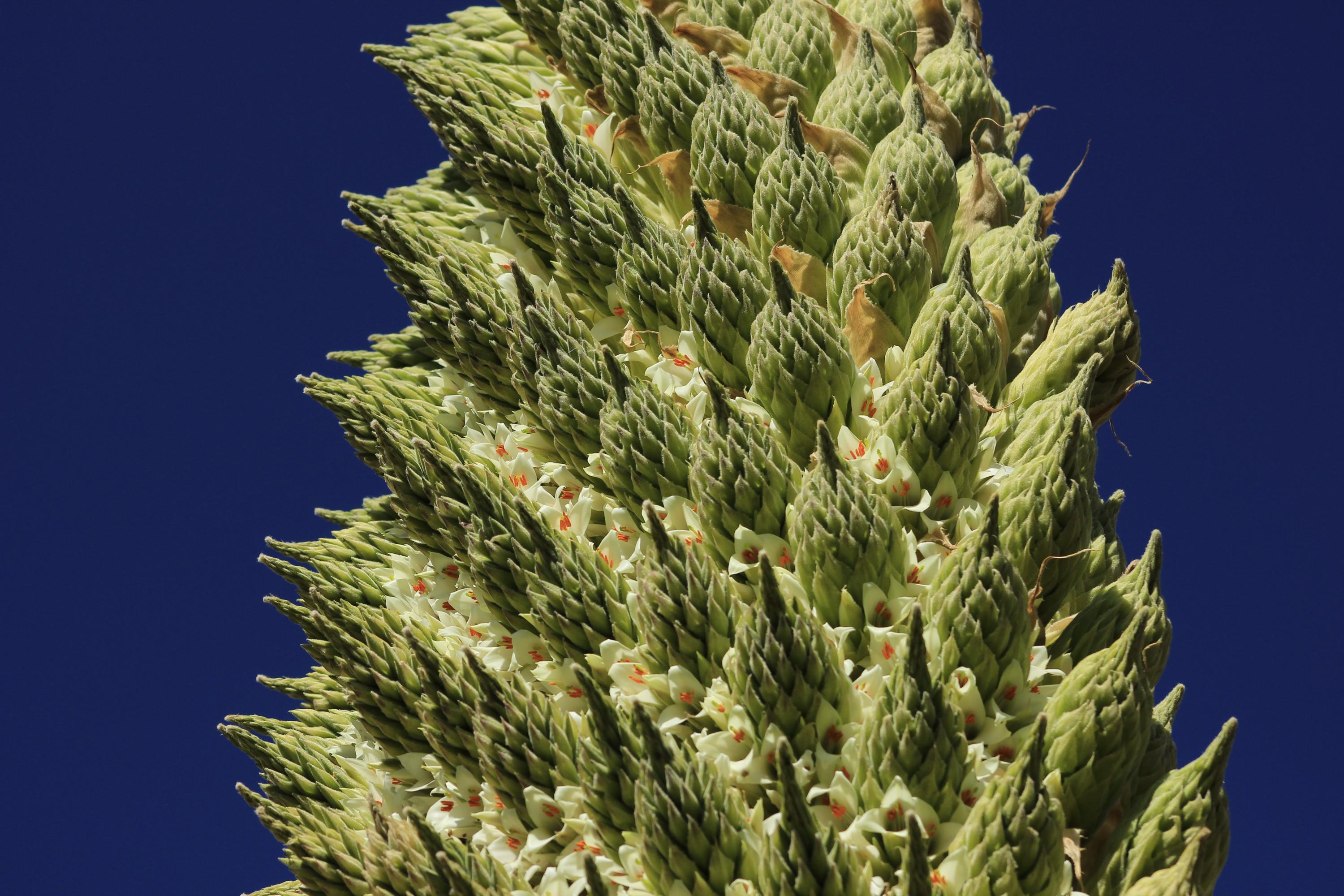 Digital Download photos Puya Raimondii Flower Queen of the Andes ...