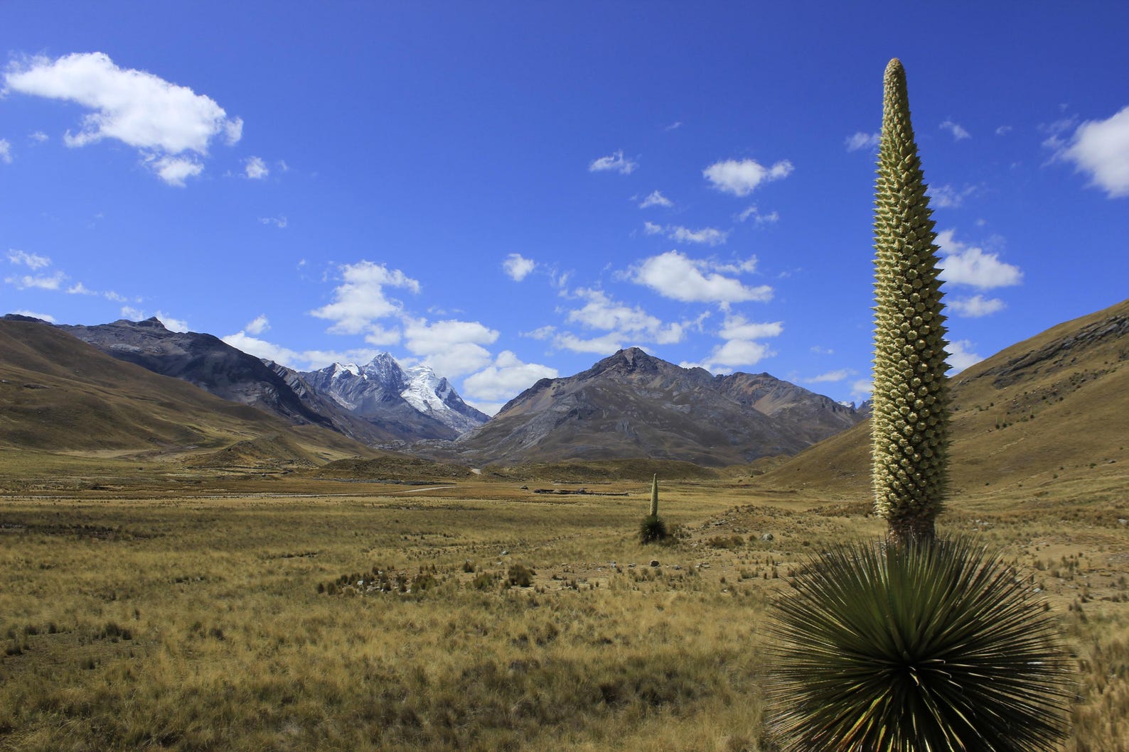 Digital Download photos Puya Raimondii Flower Queen of the Andes ...