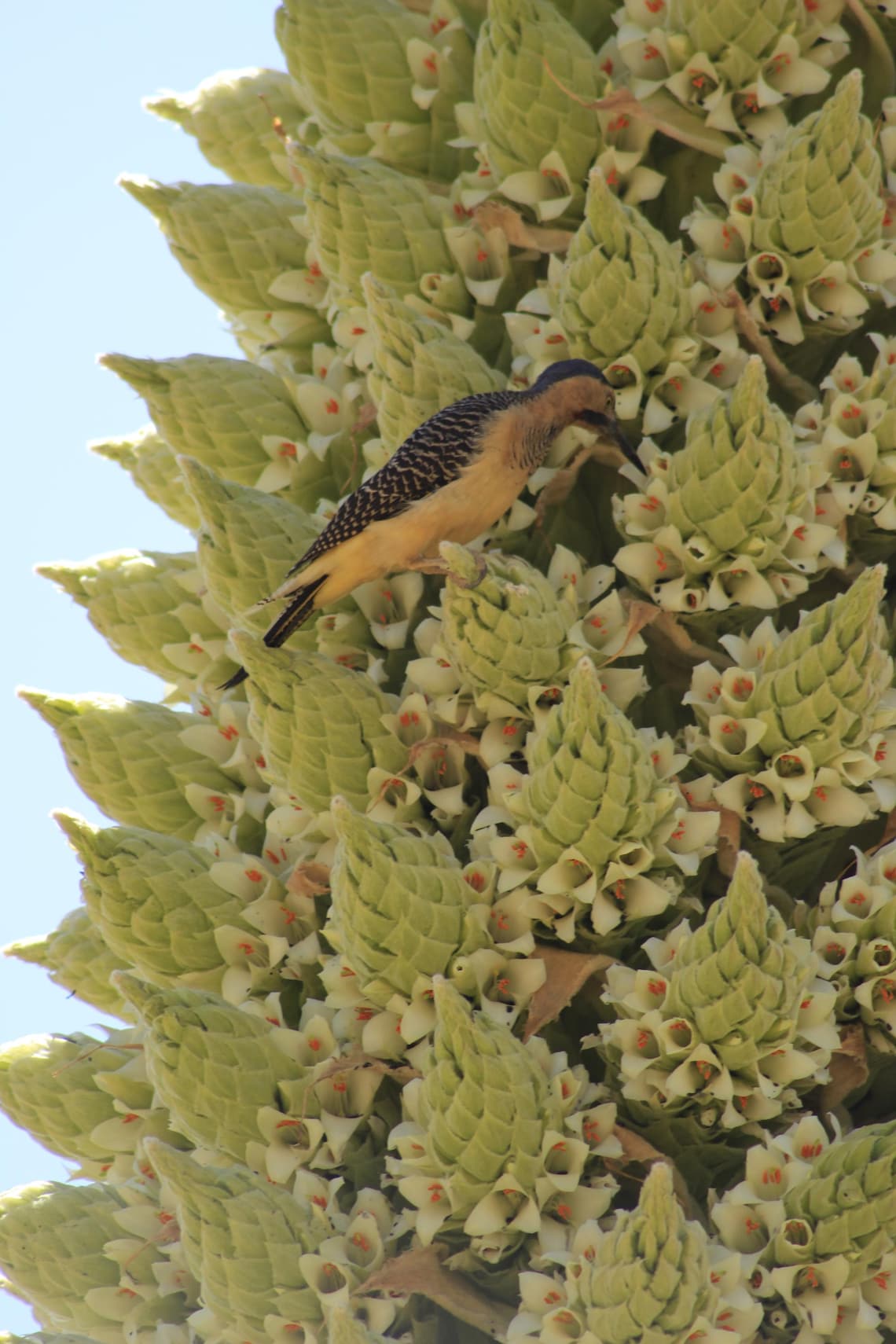 Digital Download photos Puya Raimondii Flower Queen of the Andes ...