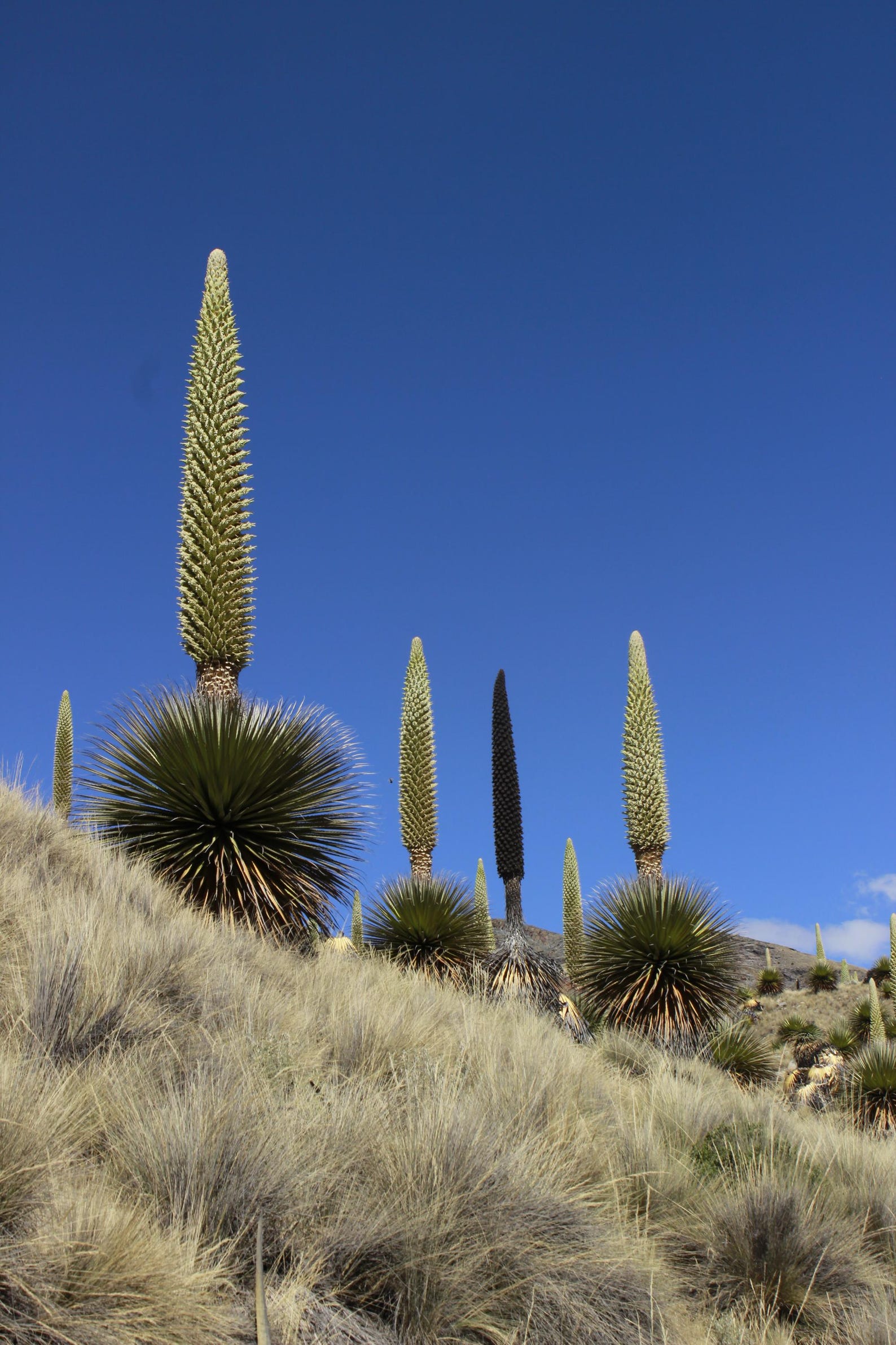 Digital Download photos Puya Raimondii Flower Queen of the Andes ...