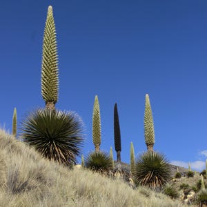 Digital Download photos Puya Raimondii Flower Queen of the Andes ...