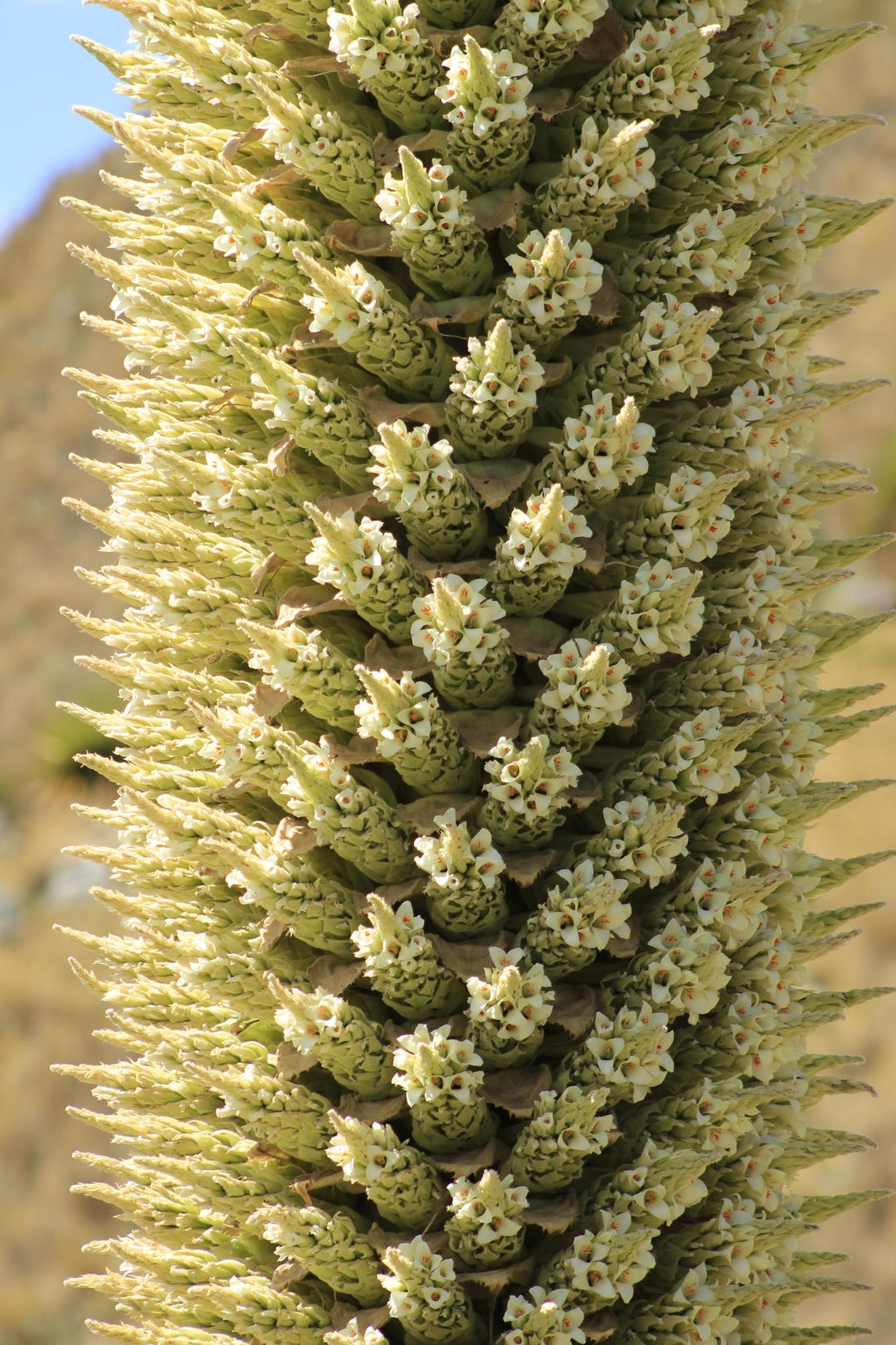 Digital Download photos Puya Raimondii Flower Queen of the Andes ...