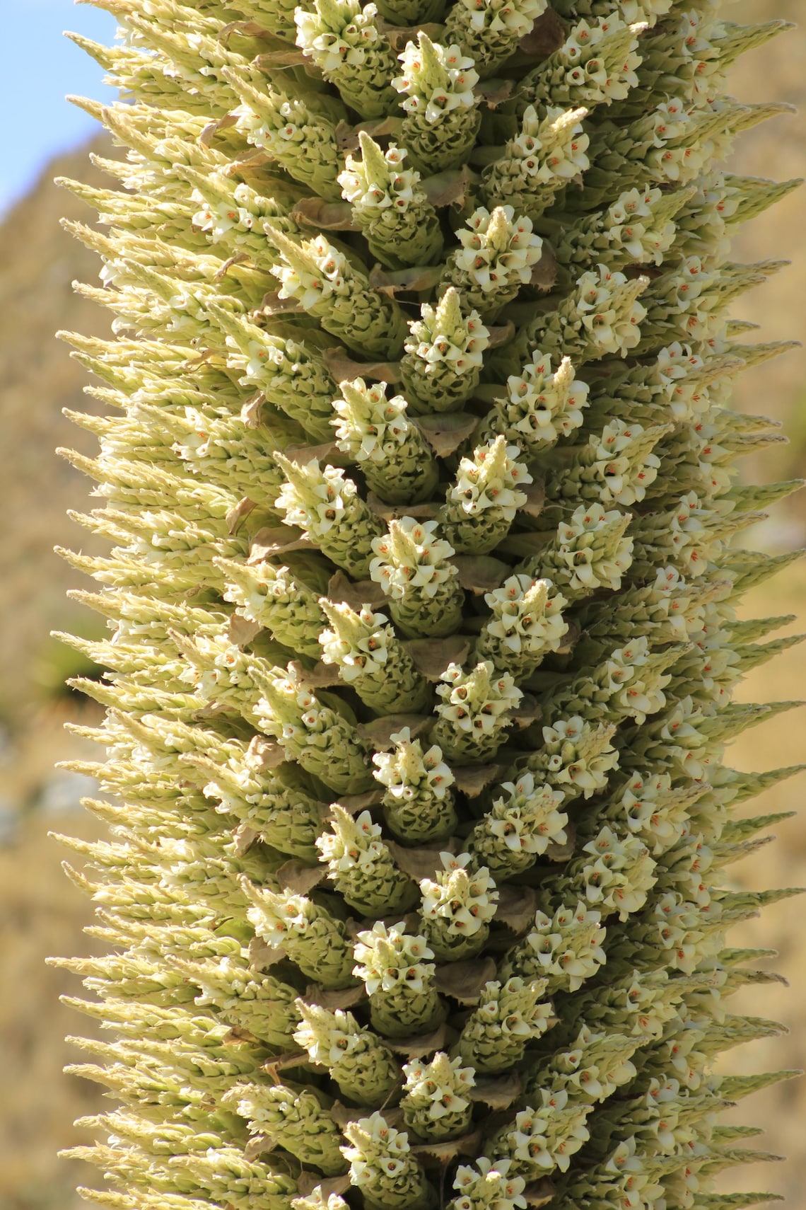 Digital Download photos Puya Raimondii Flower Queen of the Andes ...
