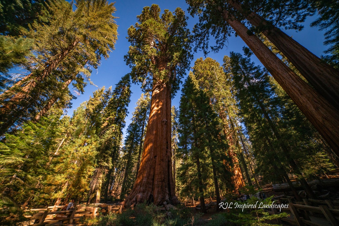 Sequoia National Park Photography Print – Giant Redwood Tree Art - Etsy