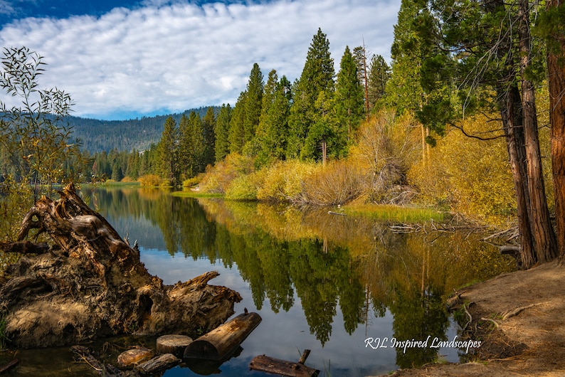 Sequoia National Park Photography Print – Giant Redwood Tree Art - Etsy