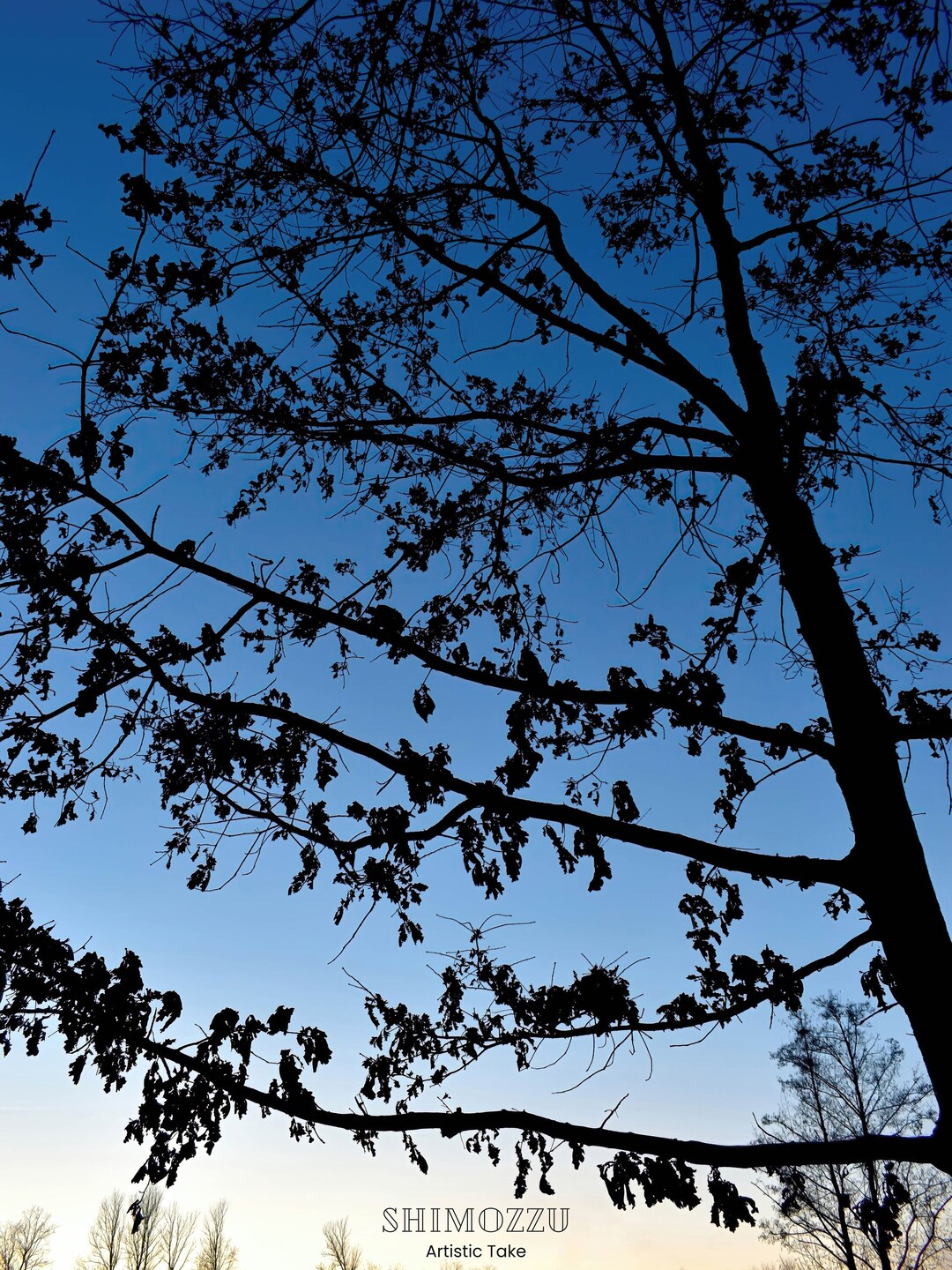 Sunset Oak Tree Poster Print Early Spring Landscape Deep Blue Sky ...