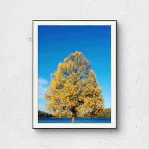 Yellow Autumn Tree Poster Print Lake Landscape Colorful Tree Nature ...