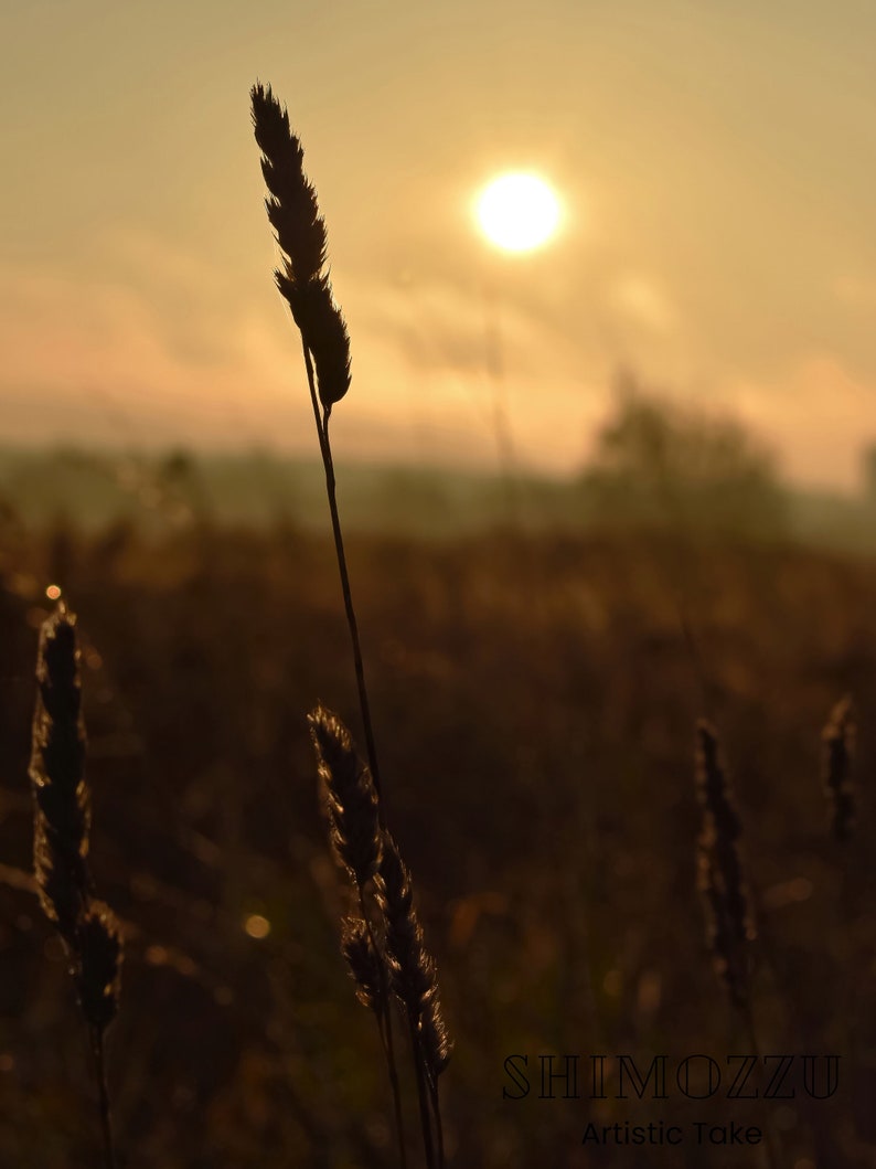 Sunrise Rye Field Poster Print Aesthetic Printable Landscape Photo ...