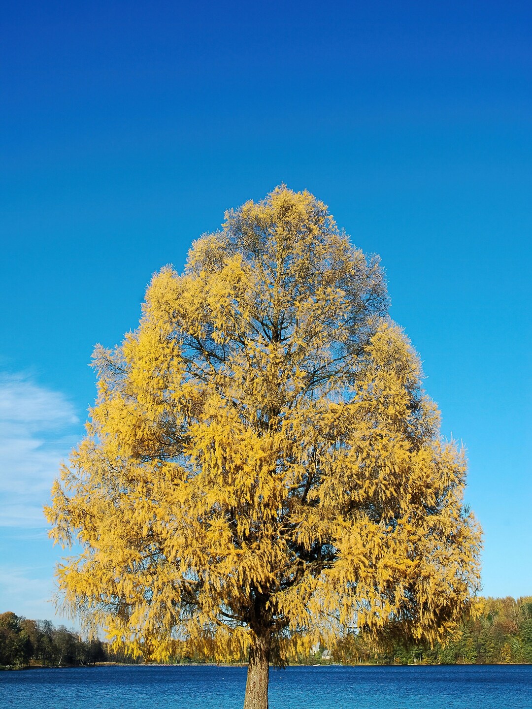 Yellow Autumn Tree Poster Print Lake Landscape Colorful Tree Nature ...
