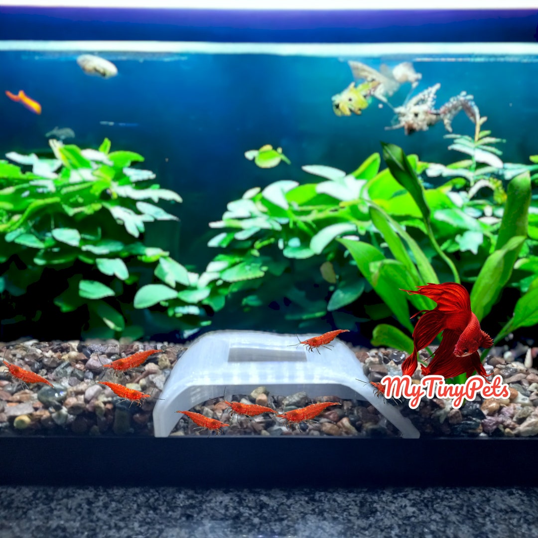 Shrimp Cave Hide | Baby Fish Fry Hide | Ghost Shrimp | Cherry Shrimp ...