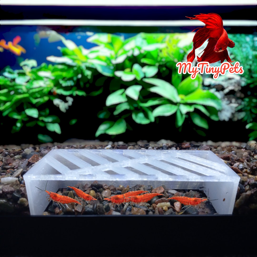 Shrimp Box Hide | Baby Fish Fry Hide | Ghost Shrimp | Cherry Shrimp ...