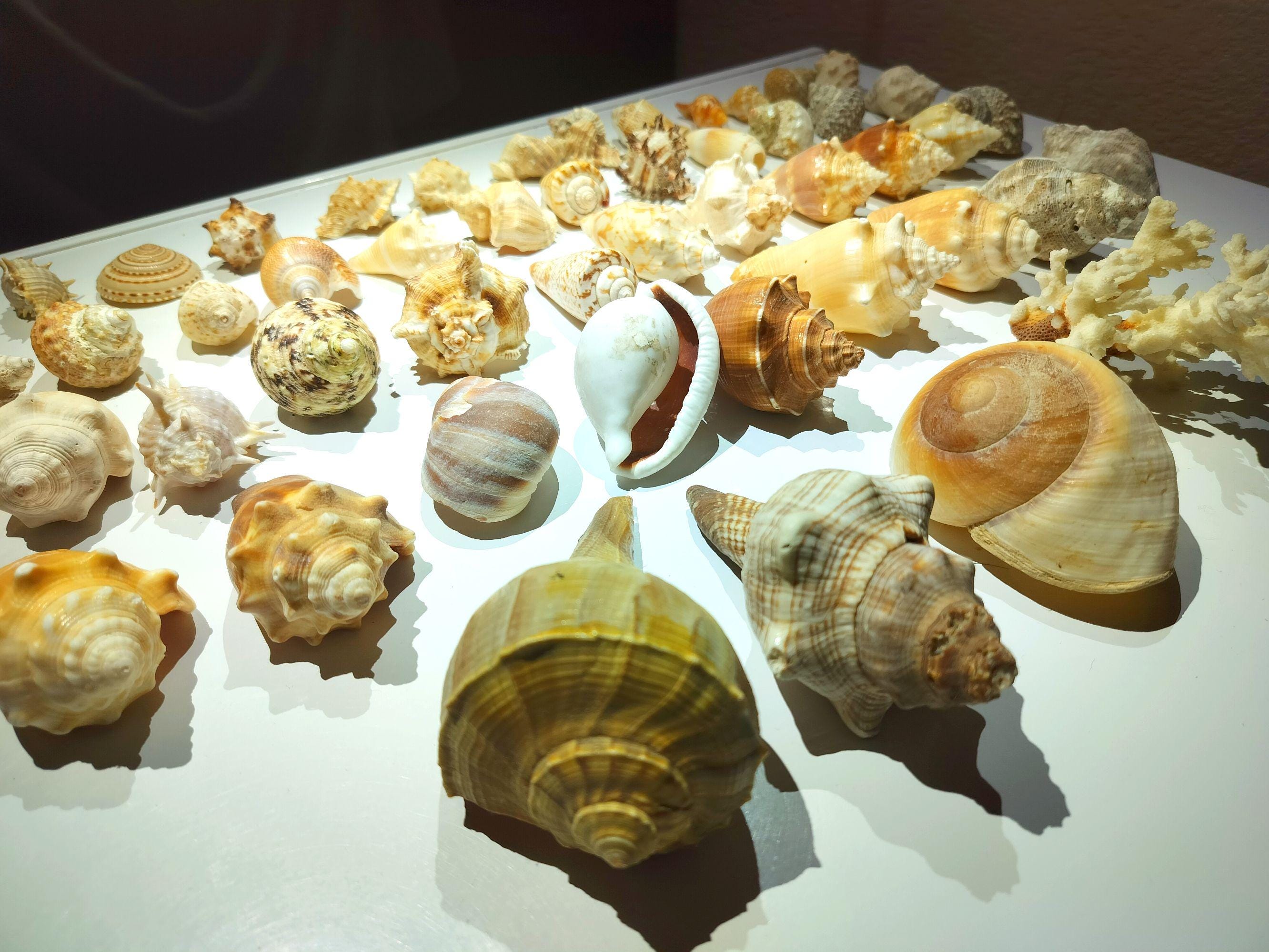 Shells | Fish Tank Decor | Hermit Crab Shells | Ocean Decor | Beach ...