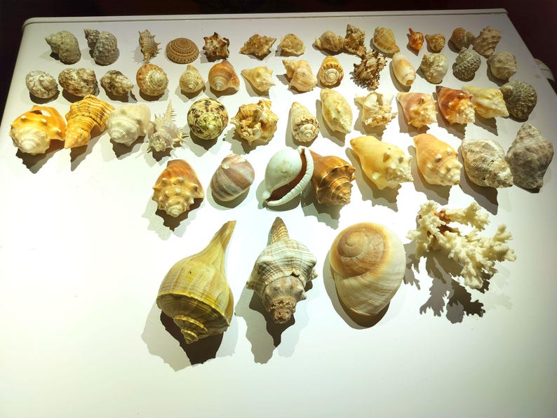 Shells | Fish Tank Decor | Hermit Crab Shells | Ocean Decor | Beach ...