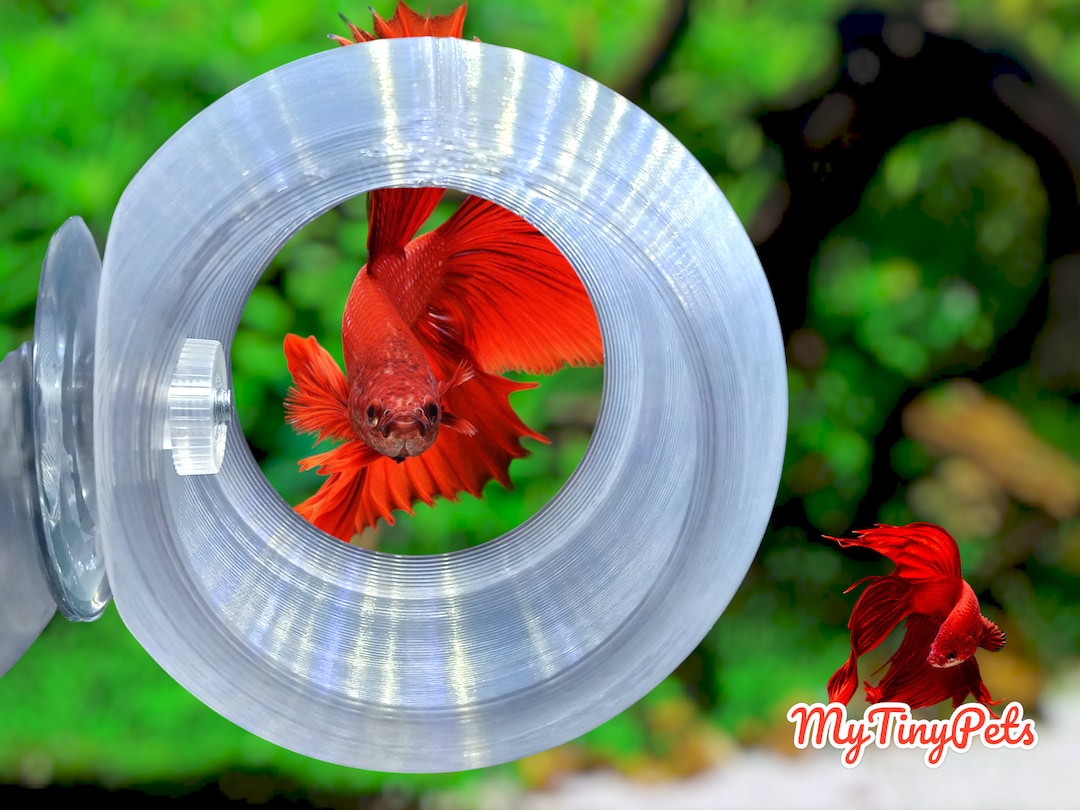 Beta Fish Sleeper Bulb | Fish Hide | Fish Hammock | Moss Ball Holder ...