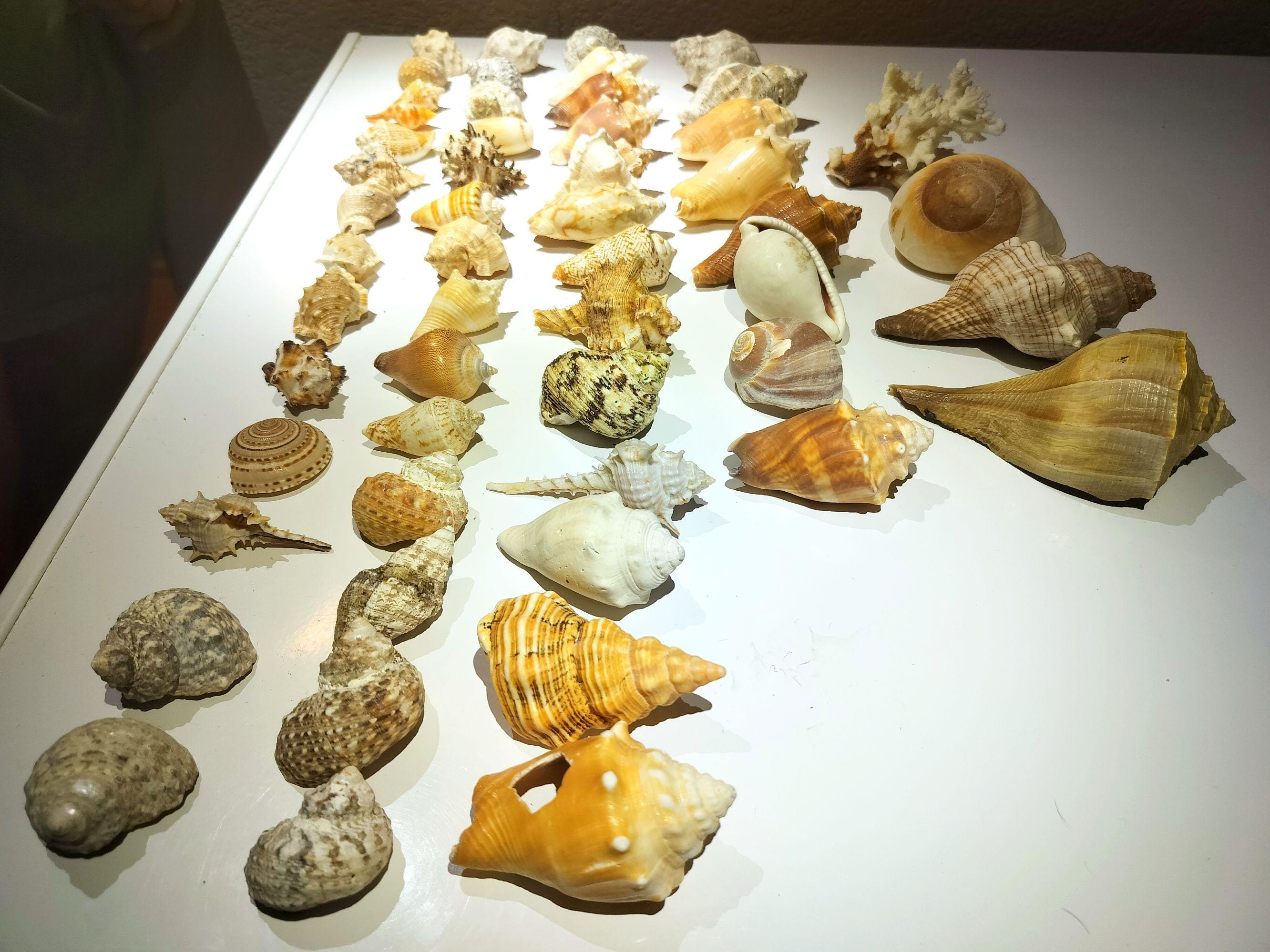 Shells | Fish Tank Decor | Hermit Crab Shells | Ocean Decor | Beach ...