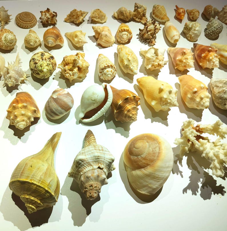 Shells | Fish Tank Decor | Hermit Crab Shells | Ocean Decor | Beach ...