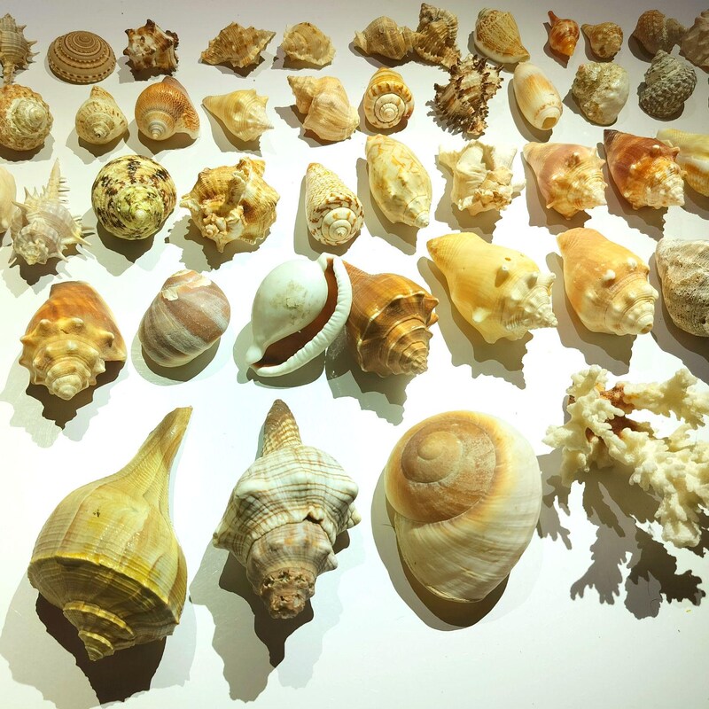 Hermit Crab Shell - Etsy