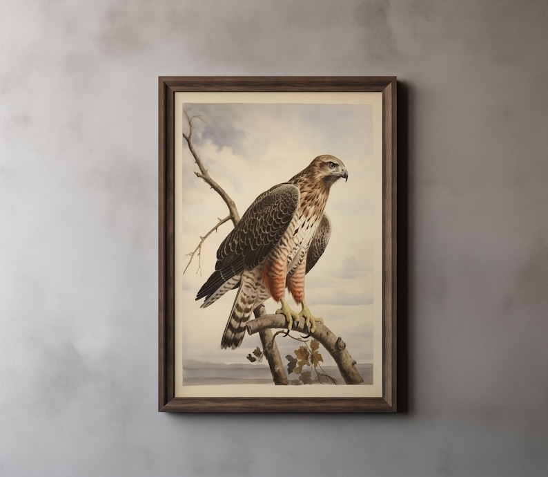Red-tailed Hawk Print, John James Audubon, Vintage Audubon Style ...