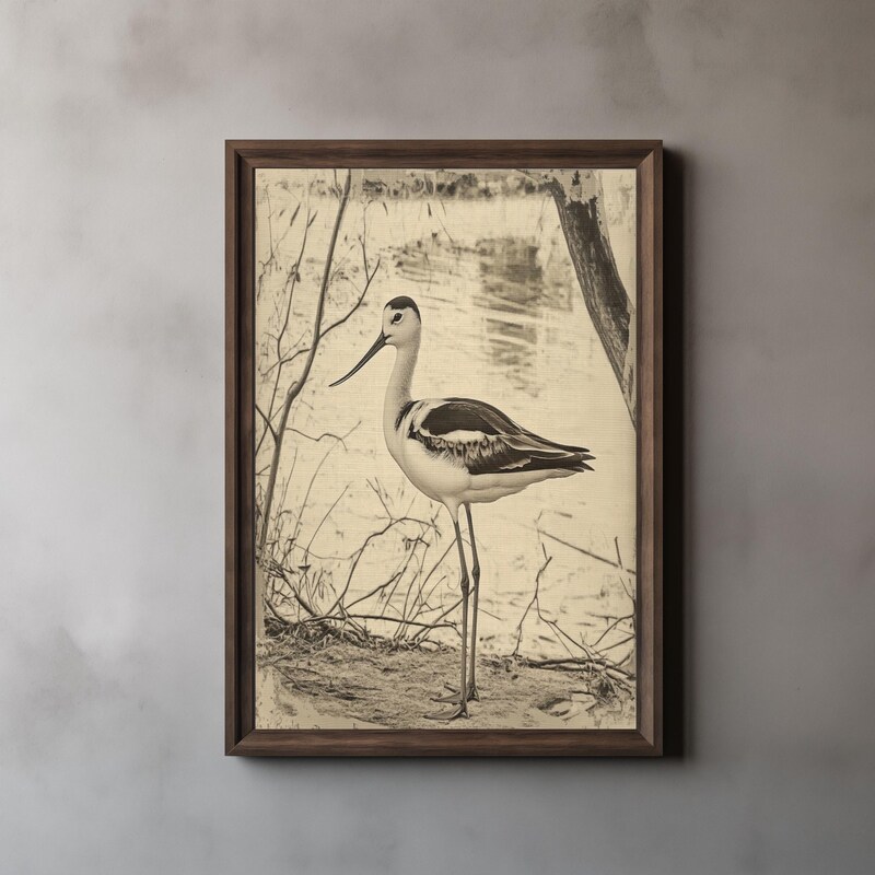 American Avocet - Etsy