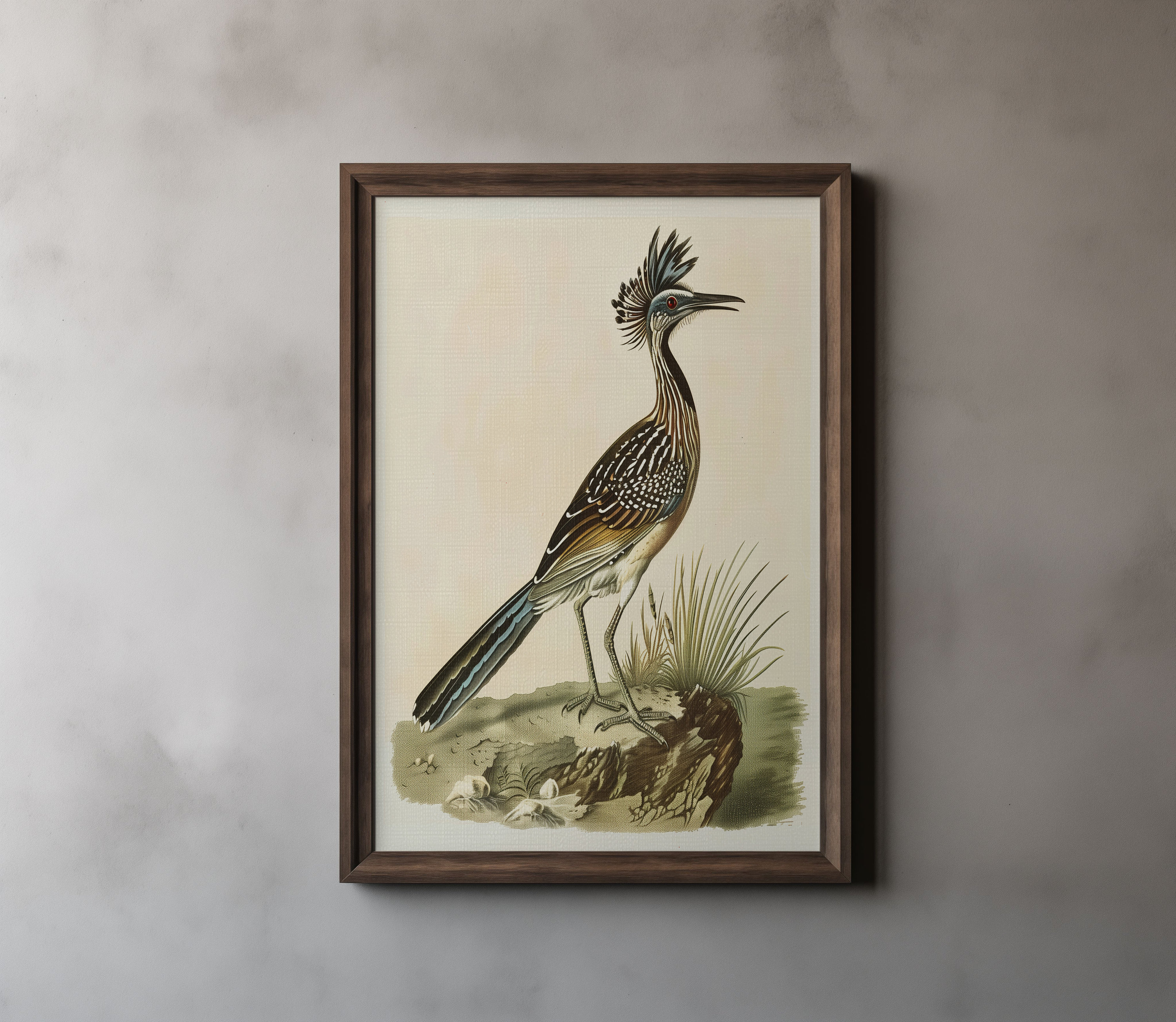 Audubon Roadrunner Print, John James Audubon, Vintage Roadrunner ...