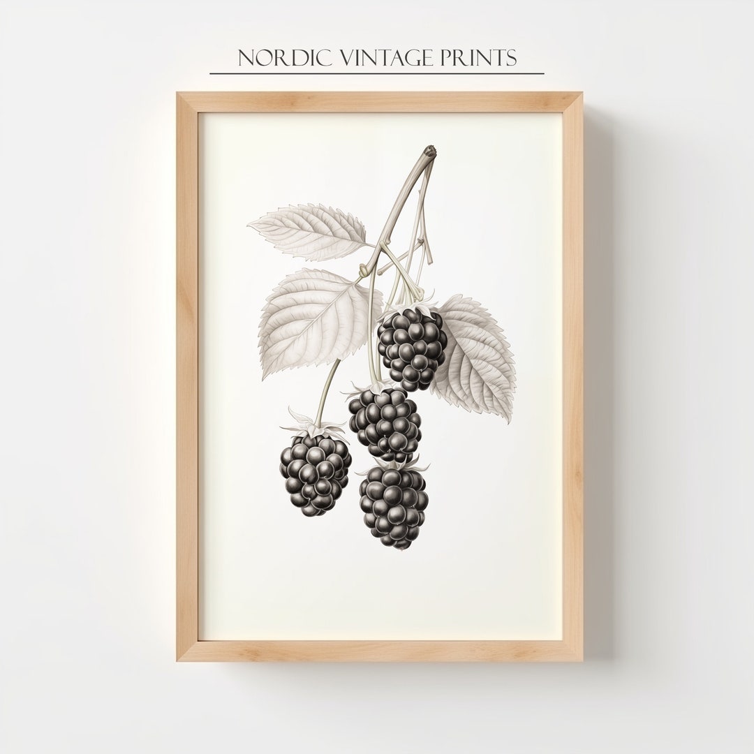 Printable Blackberries Pencil Drawing | Vintage Print | Vintage Pencil ...