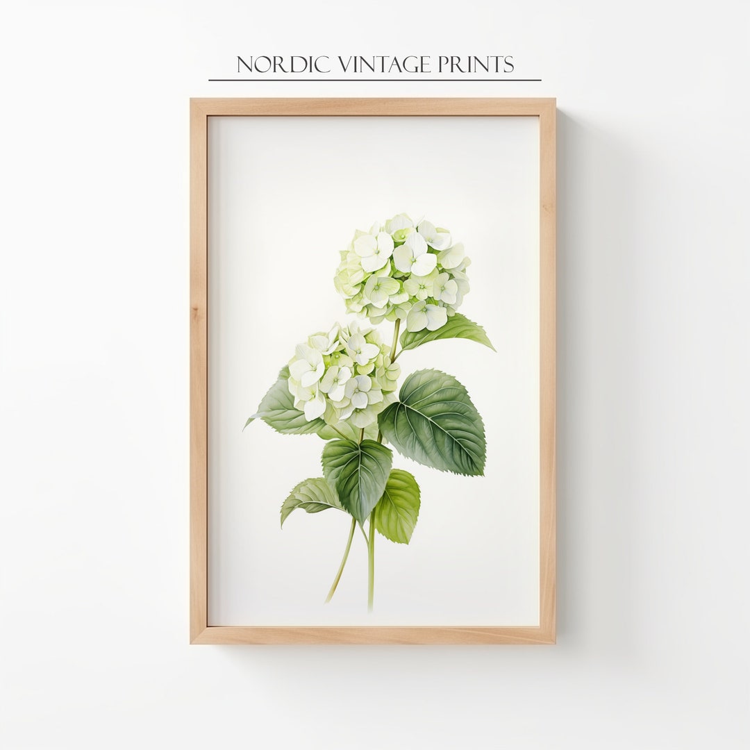 Printable Hydrangea Flower Pencil Drawing | Vintage Print | Vintage ...