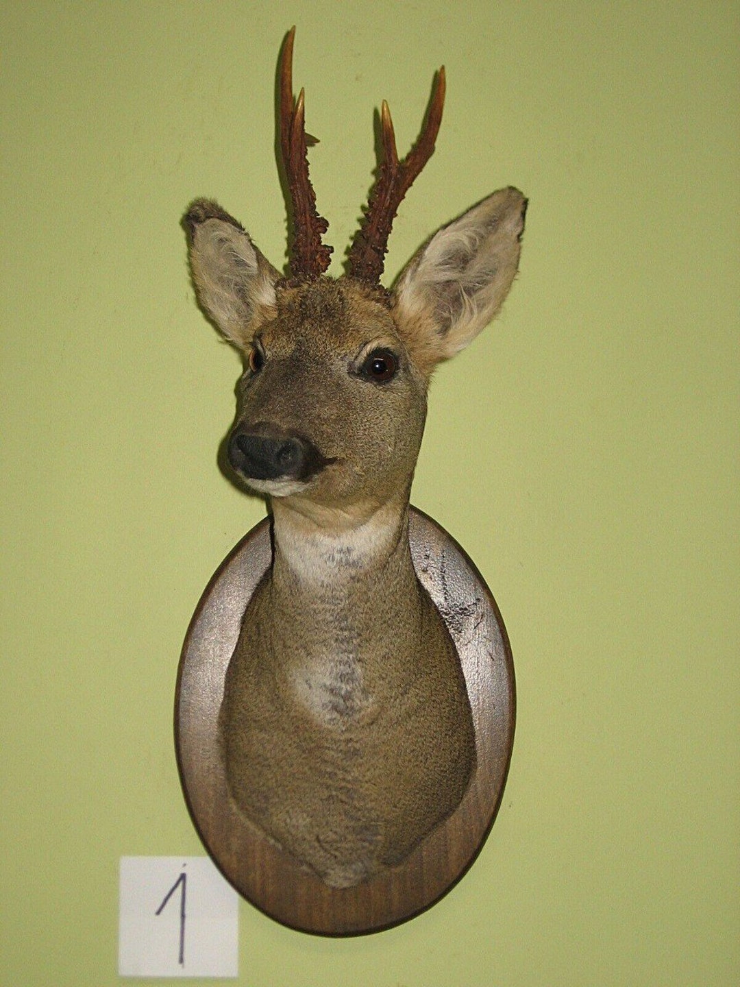 Roe Deer Head on the Oval Board, Taxidermy, Trophies - Etsy
