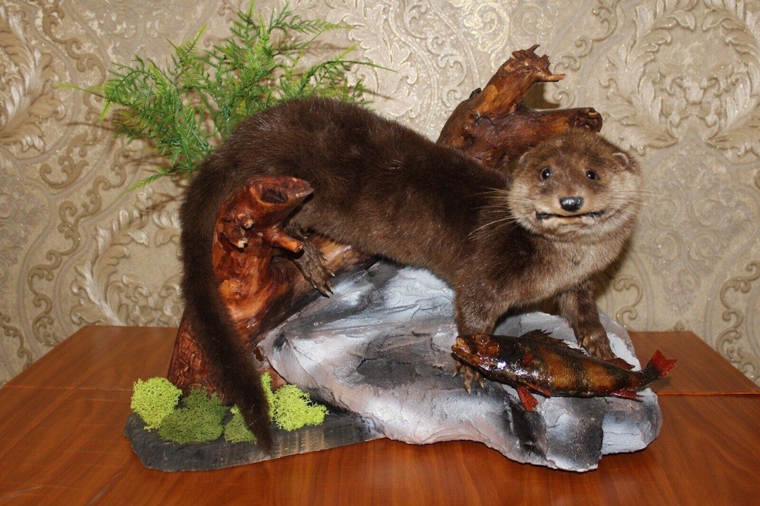 River Otter Life-size, taxidermy Mount and cabin Decor - Etsy