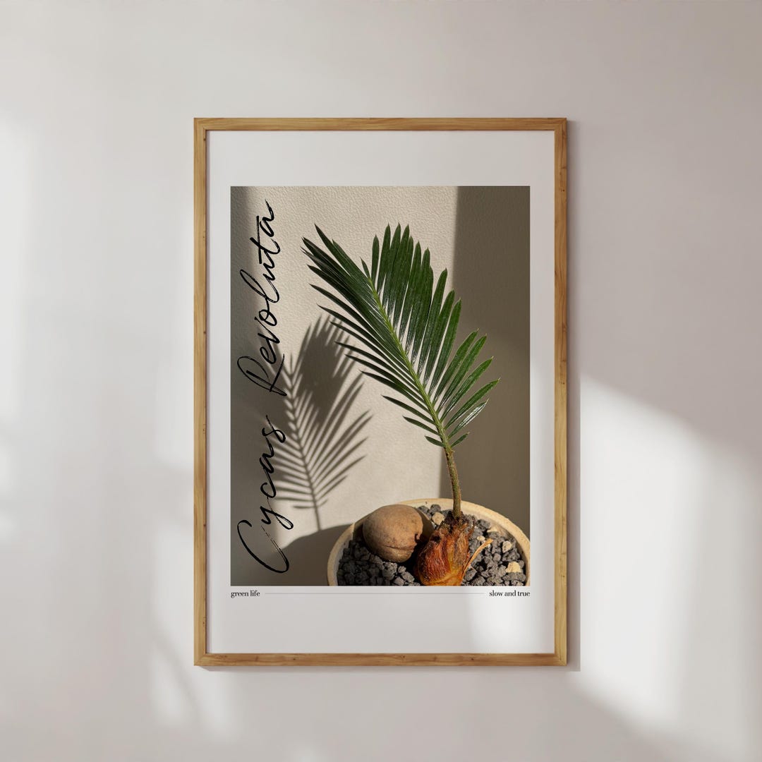 Cycas Revoluta Botanical Wall Art Print Green Plant Sago Palm ...