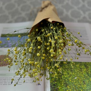 Dried Flax Bouquet / Dried Linum Bunch Dried / Dried Bouquet Materials ...