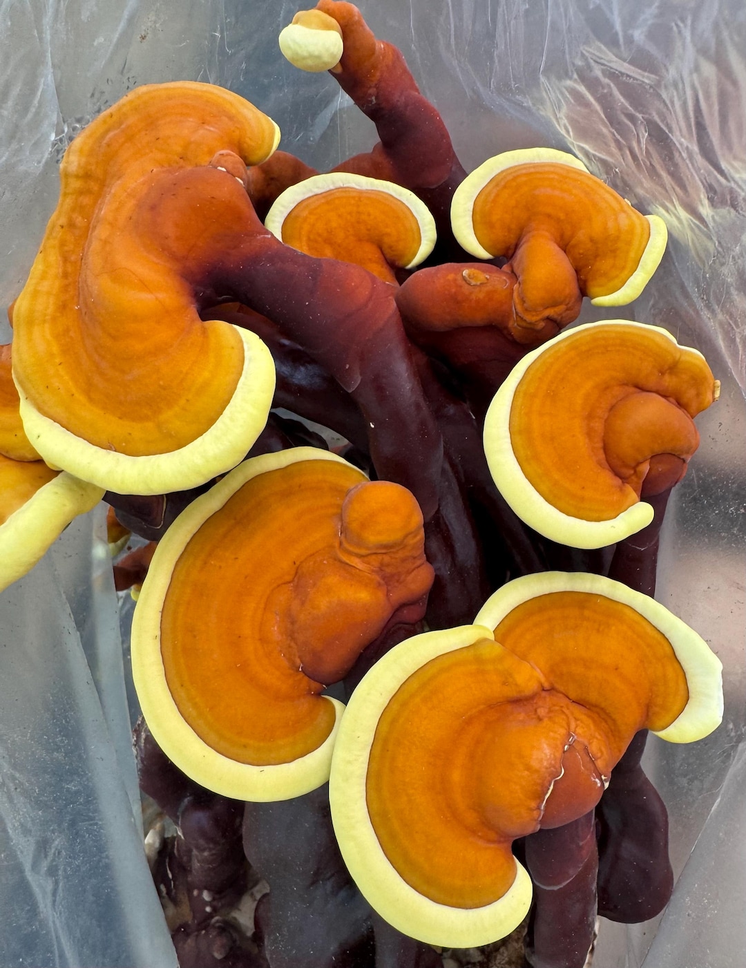 Dried Reishi Antlers and Conks: Bulk Gourmet Mushrooms, USA Grown ...