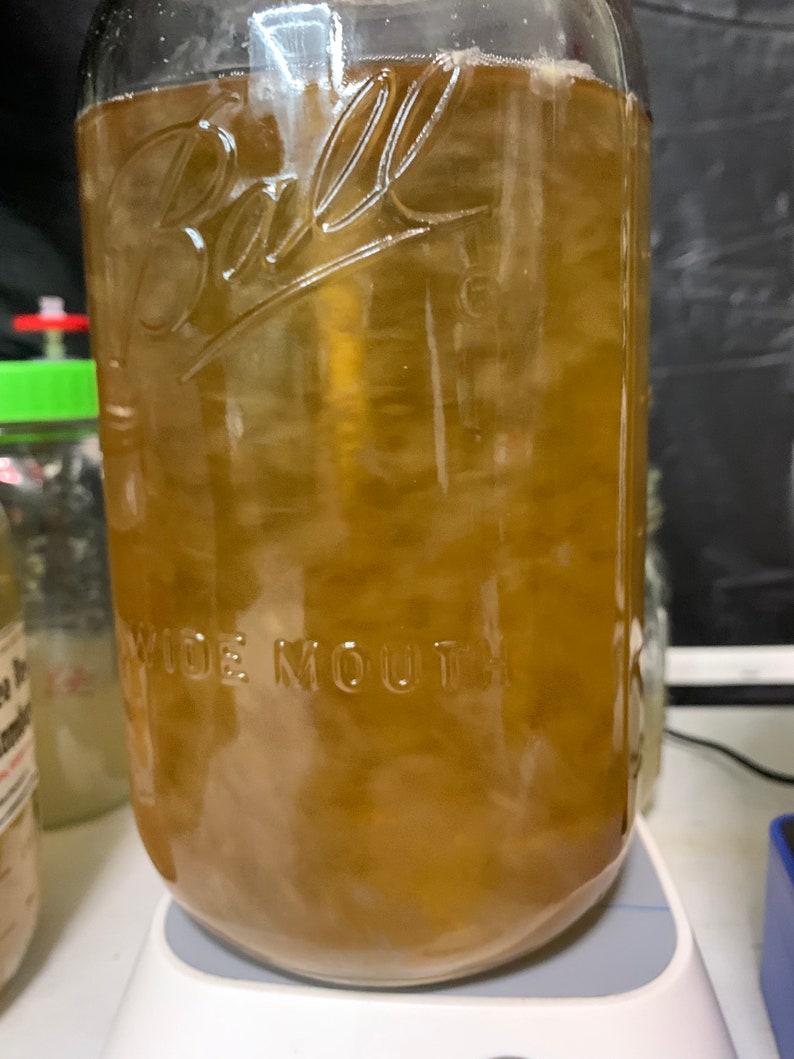 Lion's Mane (hericium Erinaceus) Appalachian Wild Specimen Liquid ...