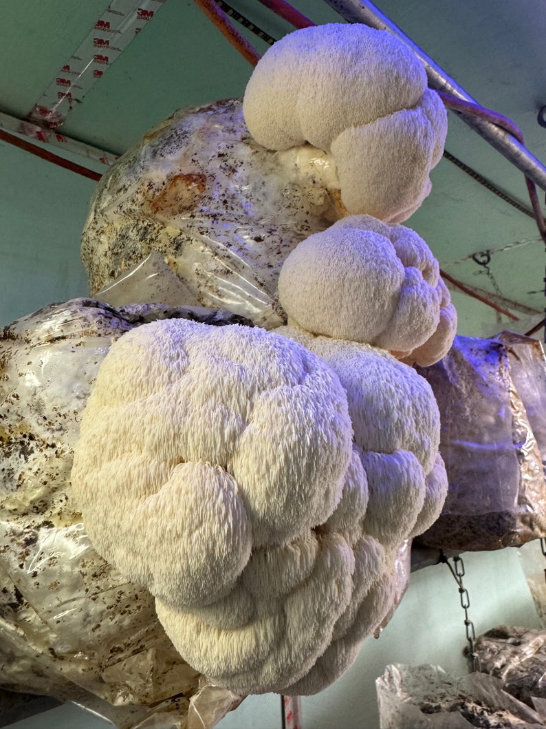 Medicinal Mushroom Powder Extract lions Mane, Reishi, Cordyceps and ...