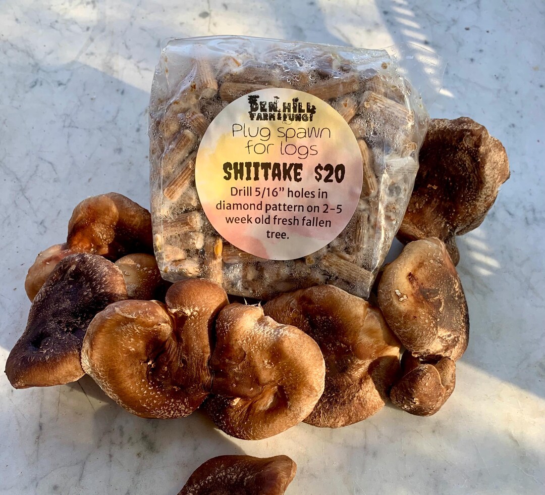 Shiitake Plug Spawn: #1 Log Producer, Fast Yielding - Etsy