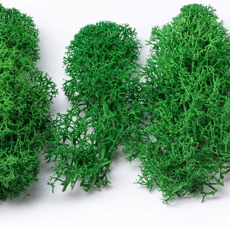 Preserved Premium Green Moss Reindeer Finnish Lichen, Natural Art Wall ...
