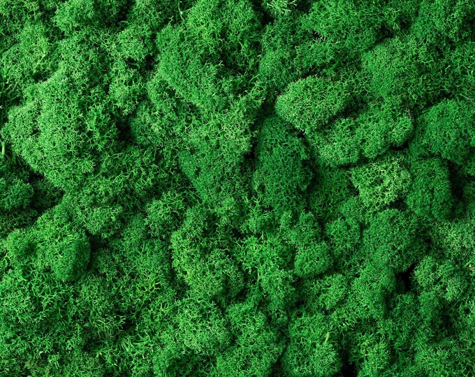 Preserved Premium Green Moss Reindeer Finnish Lichen, Natural Art Wall ...