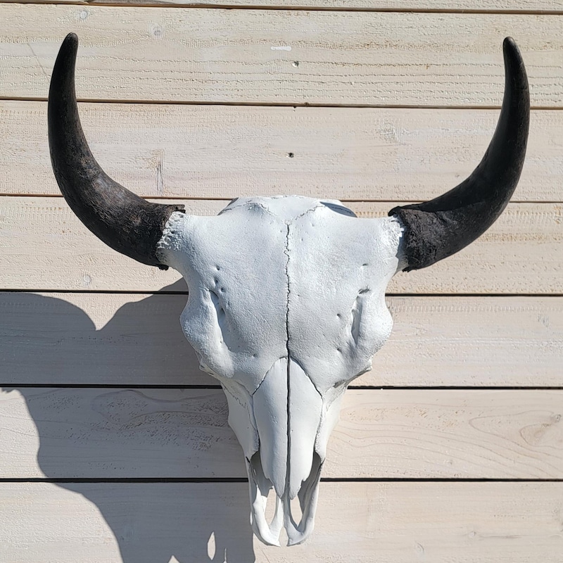 Authentic Bull Skull Horns - Etsy