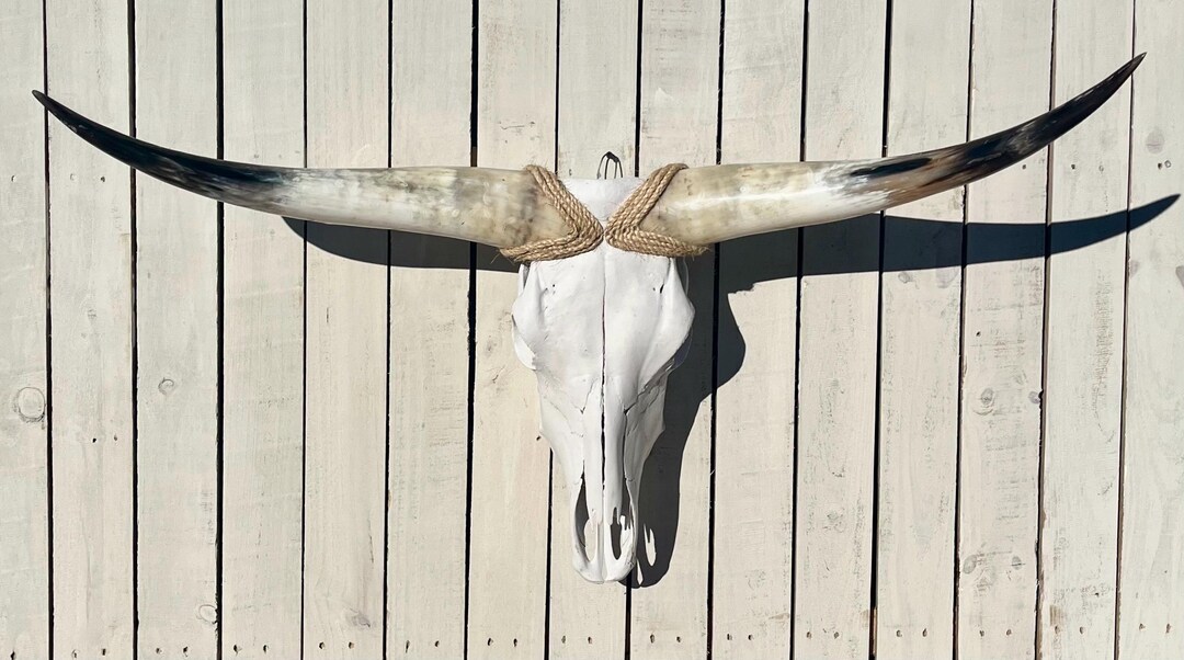 Real Steer Skull Head W/ Horns 41" to 48" Wide, Cow Skulls Authentic ...