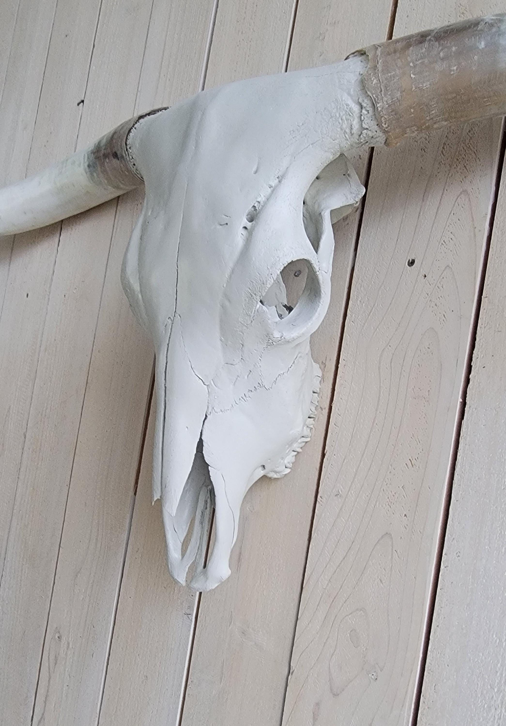 Longhorn Skull 5ft-7.5in Wide - AUTHENTIC - Texas Longhorn Skull - Home ...