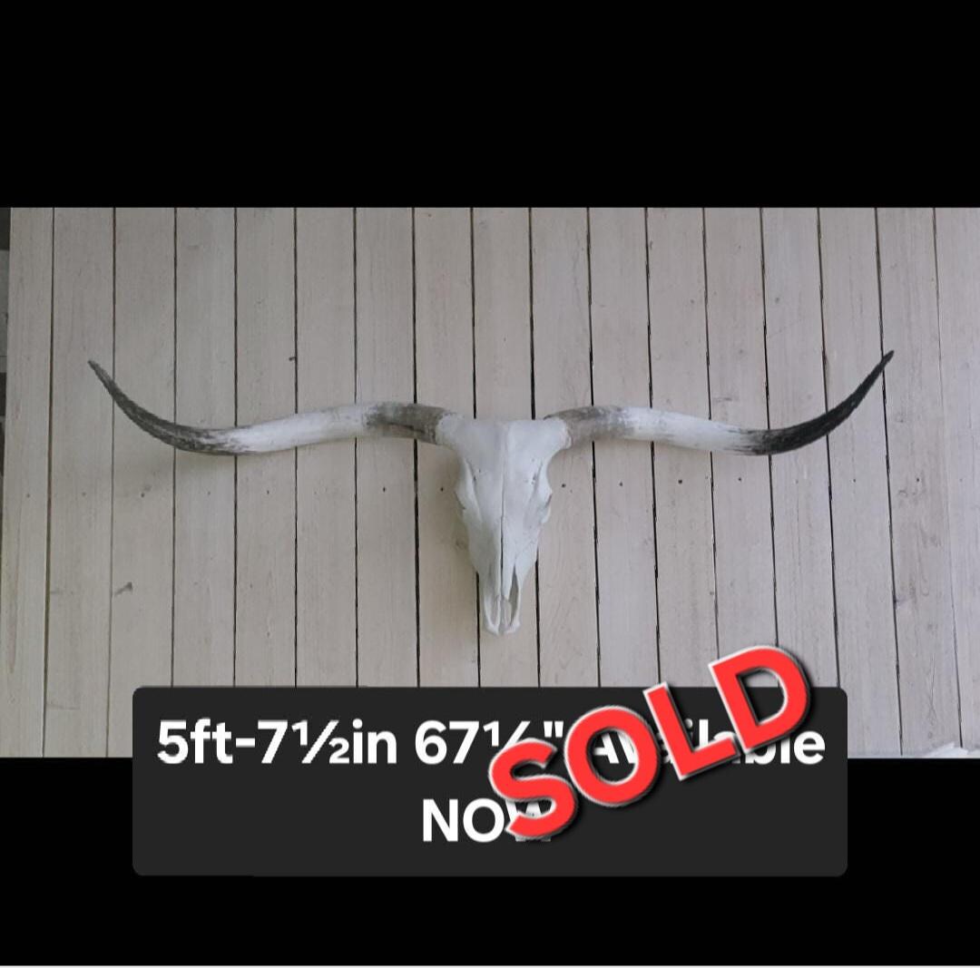 You Choose Longhorn Skull 60-72in Wide!! AUTHENTIC - Texas Longhorn ...