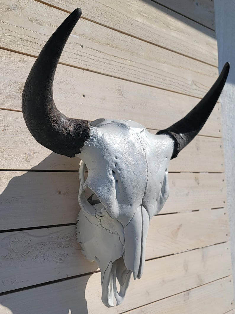 Real Buffalo Skull 24" -29" Wide - American Bison,authentic Rustic ...