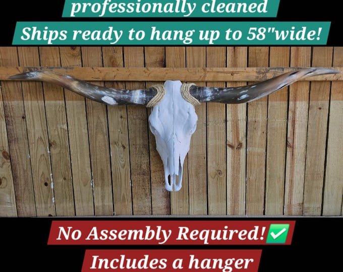 Real Cow Skull With Longhorns/ Real Longhorn Cow Head Skull / Real Bull ...