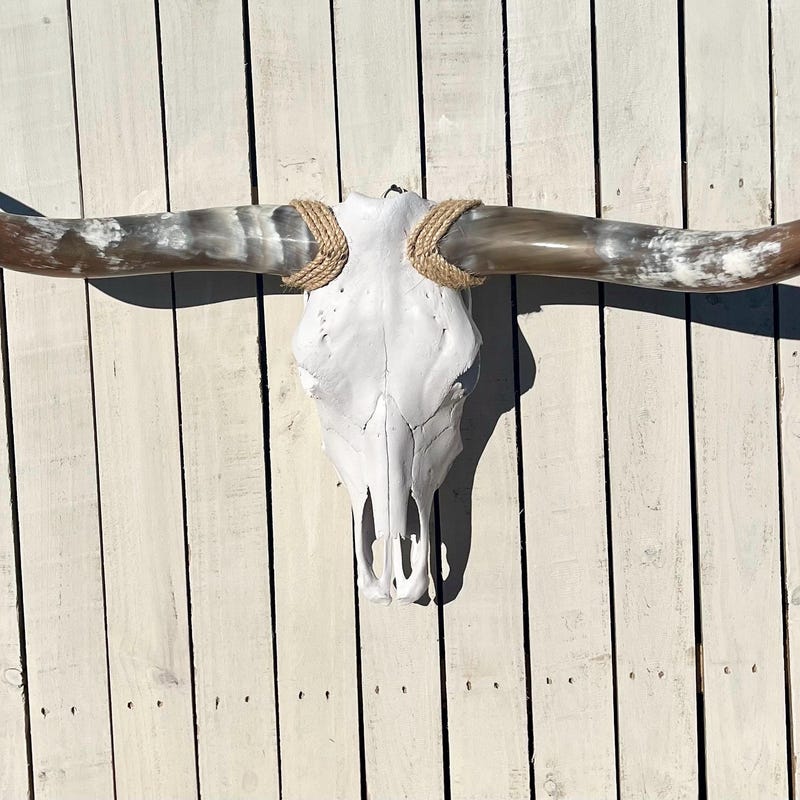 Real Cow Skull - Etsy