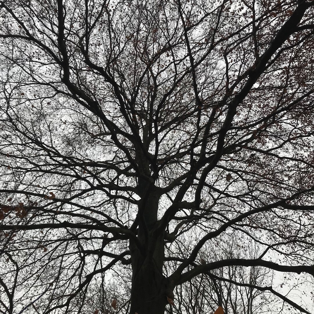 Autumn Beech, Mourning Card, Sympathy Card, Condolence Card, Tree ...