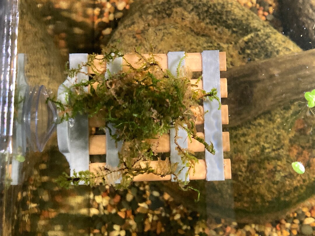 Moss Ledge / Betta Perch | Wooden Design | Aquarium Moss Holder - Etsy