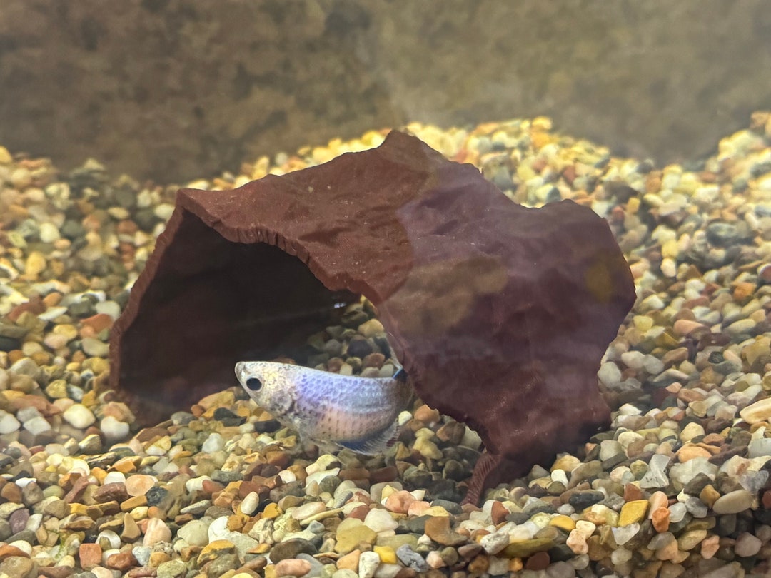 Natural Log Cave | Aquarium Cave | Aquarium Hideout - Etsy